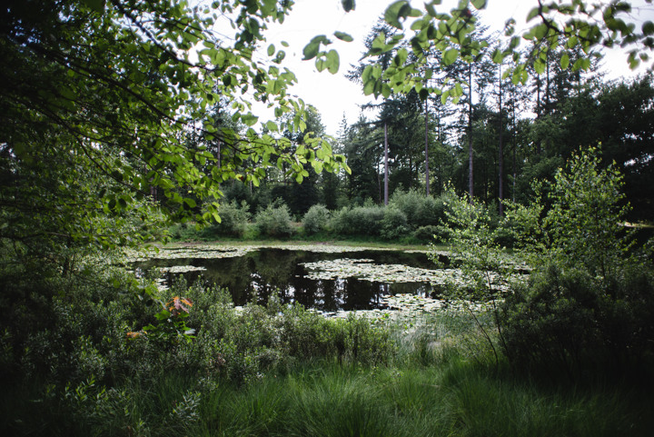 Kampeerterrein Leenderbos, geniet van de Brabantse natuur